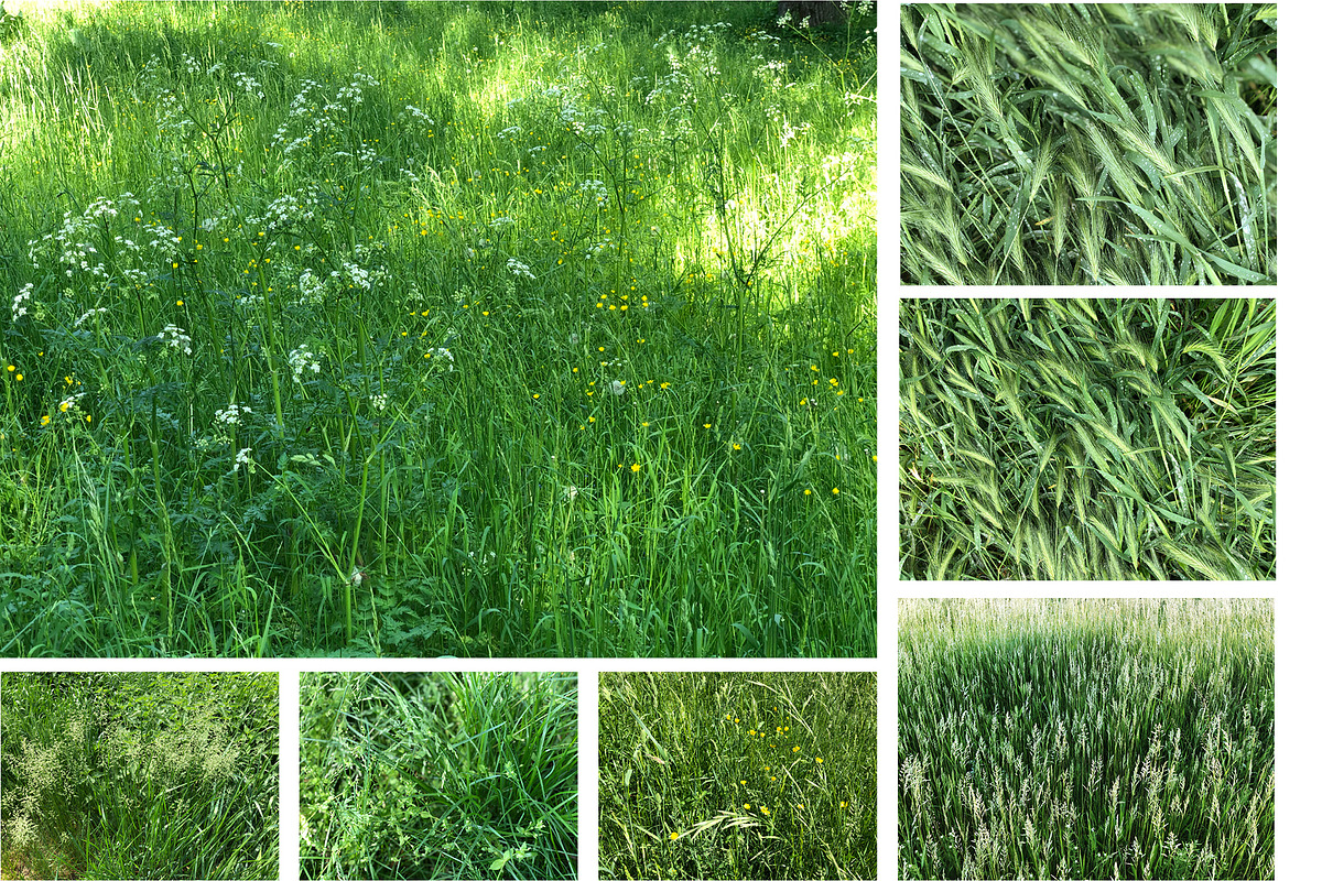 Summer Grass Texture Set, a Nature Photo by Gala Patterns | Creative Market