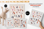 English Animal alphabet + numbers, an Education Illustration by VerAna