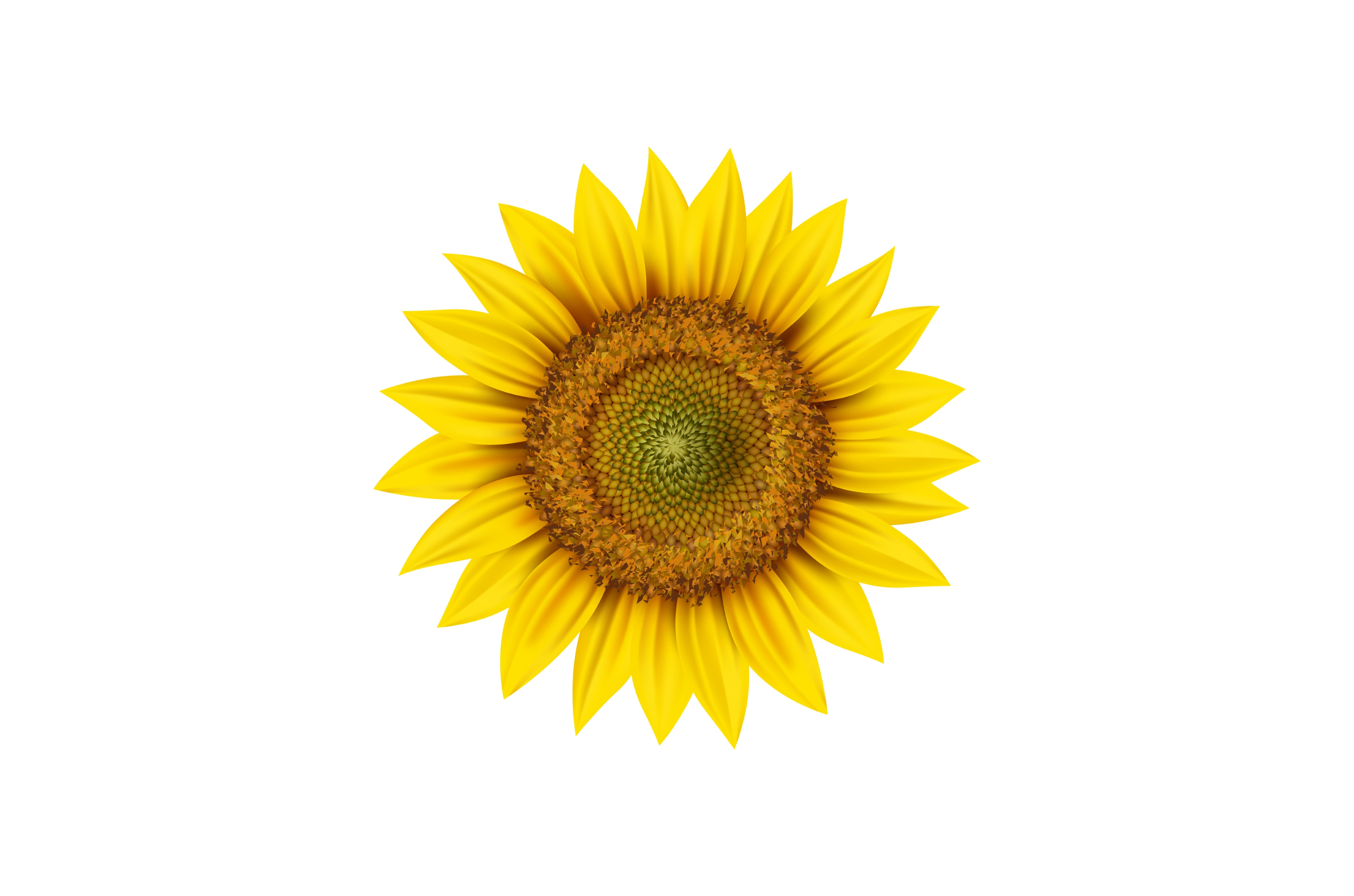 Realistic sunflower head, vector, an Object Illustration by Buch&Bee ...