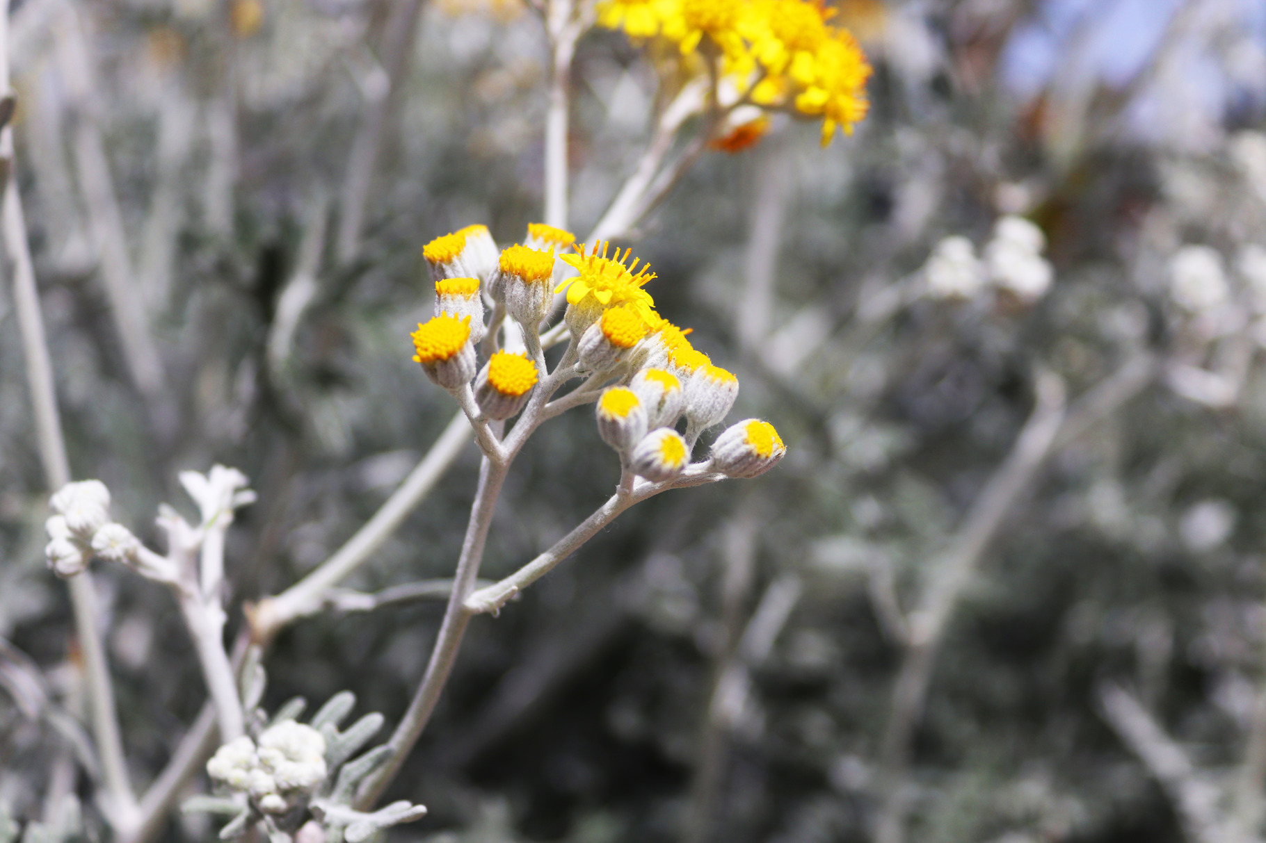 Dusty miller flowers in garden containing dusty, miller, and background ...
