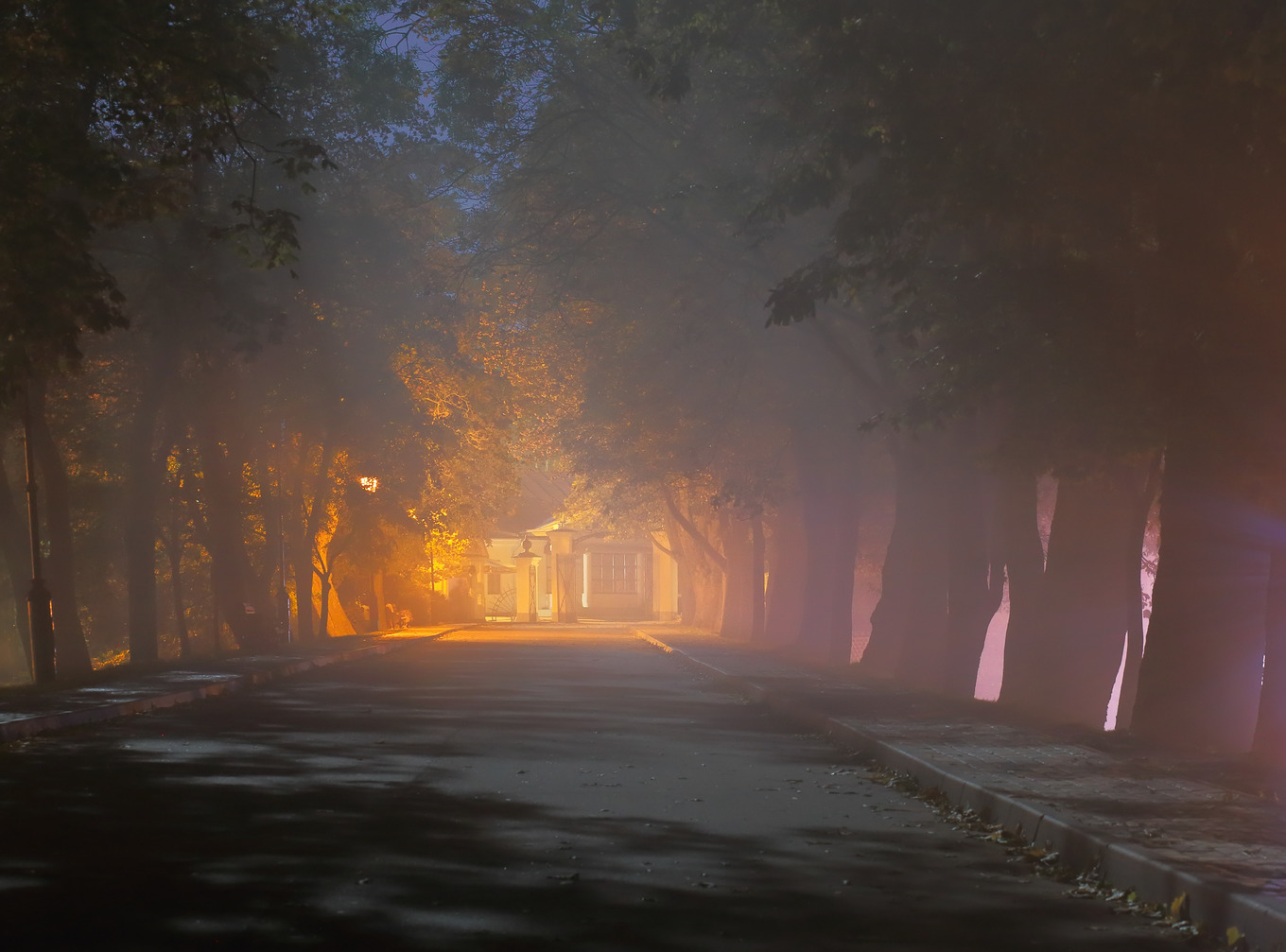 Night alley, a Nature Photo by PixieMe