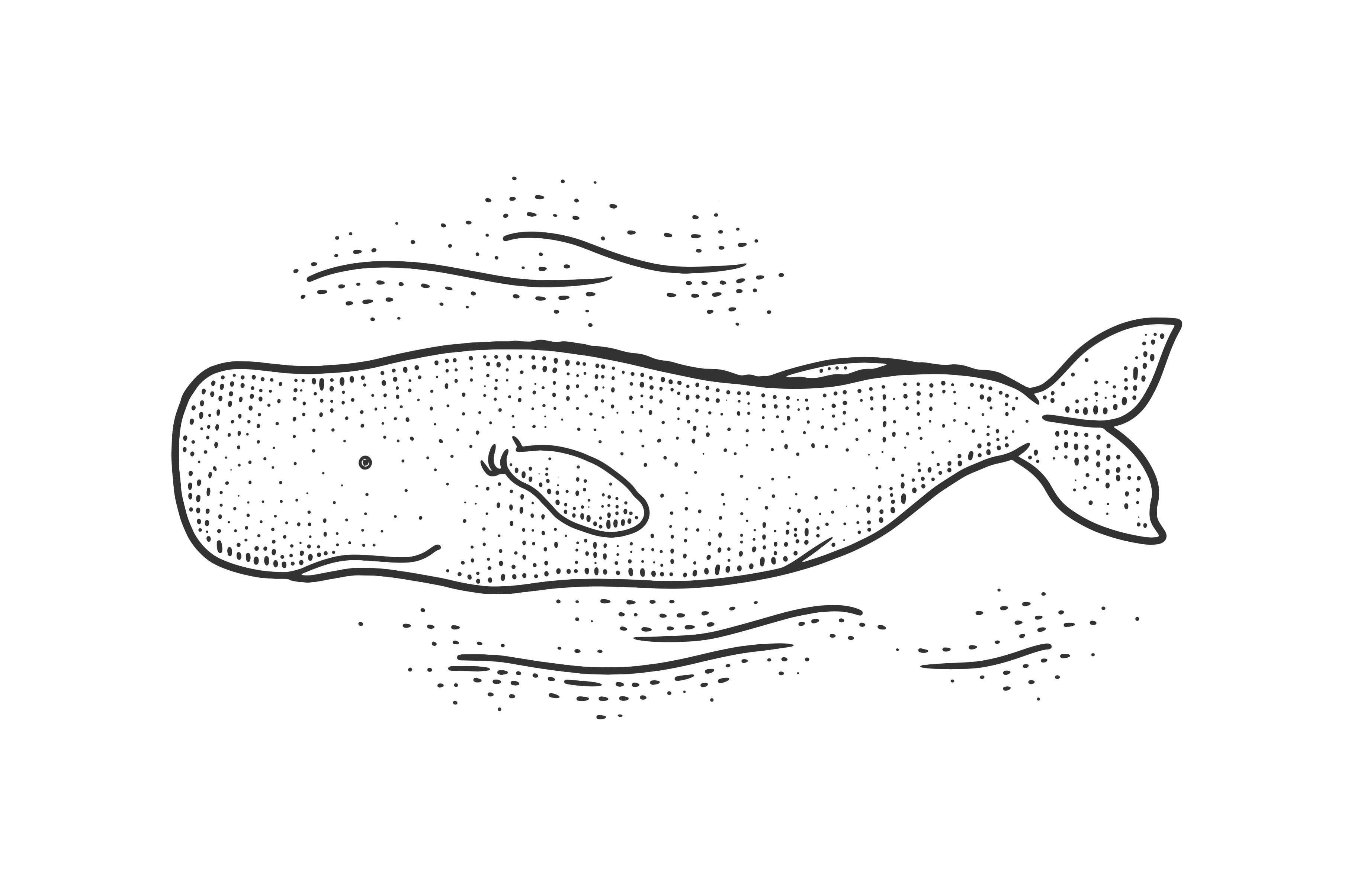 sperm whale sketch vector, an Animal Illustration by AlexArt
