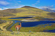 The superficial lake and guanaco, a Nature Photo by kavram