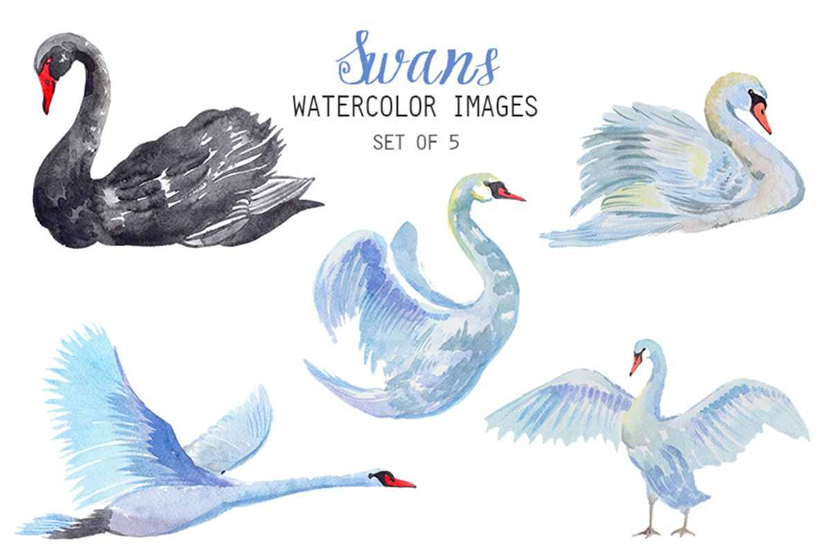 Watercolor Swans Clipart, an Illustration by YesFoxy