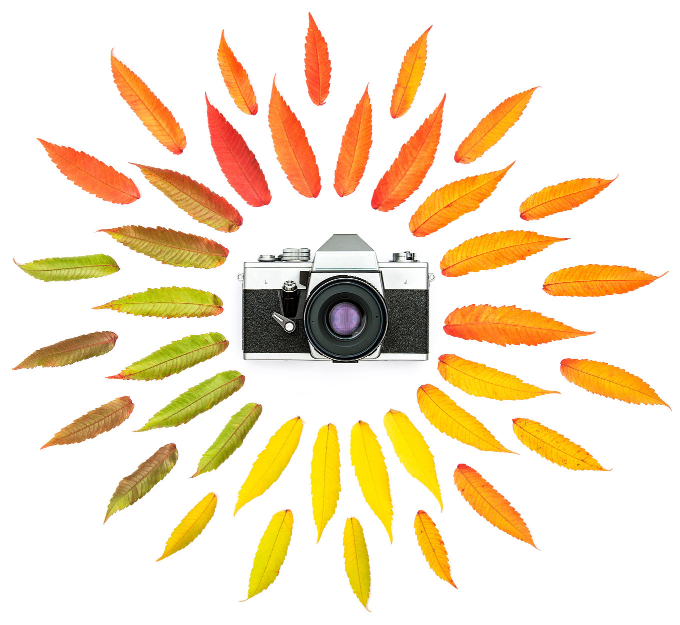 Autumn leaves vintage photo camera | Business Images ~ Creative Market
