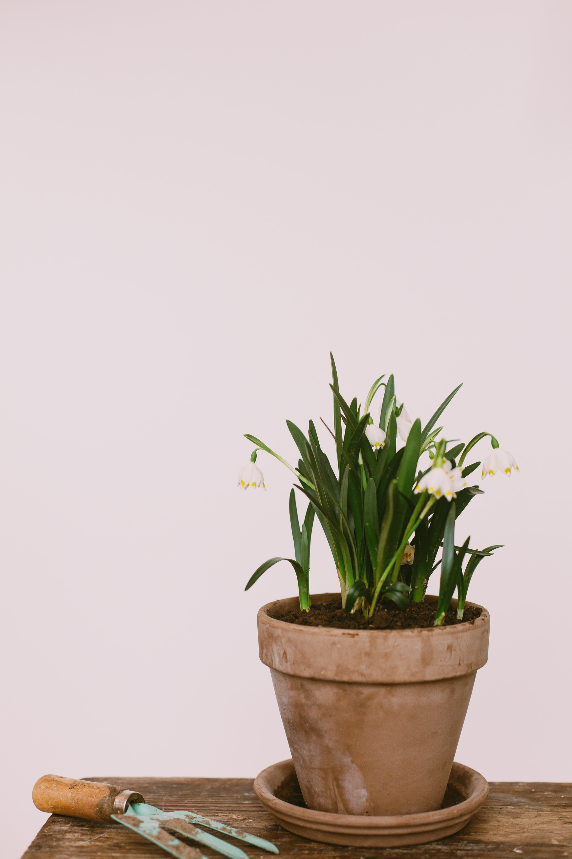 Spring flowers in clay pots, a Nature Photo by Sonjachni | Creative Market