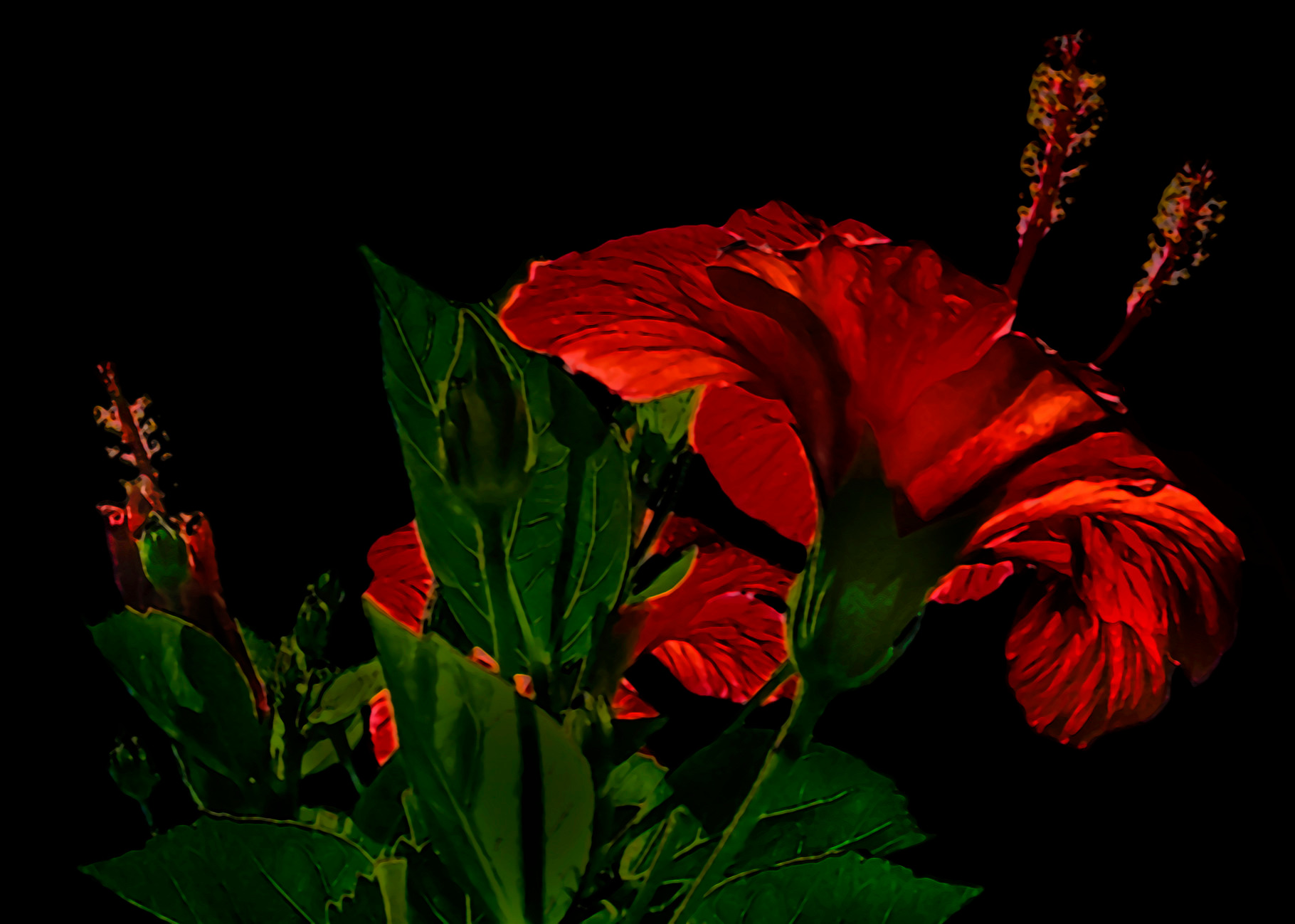 High Contrast Hibiscus Flower Photo, an Illustration by DanFLCreativo