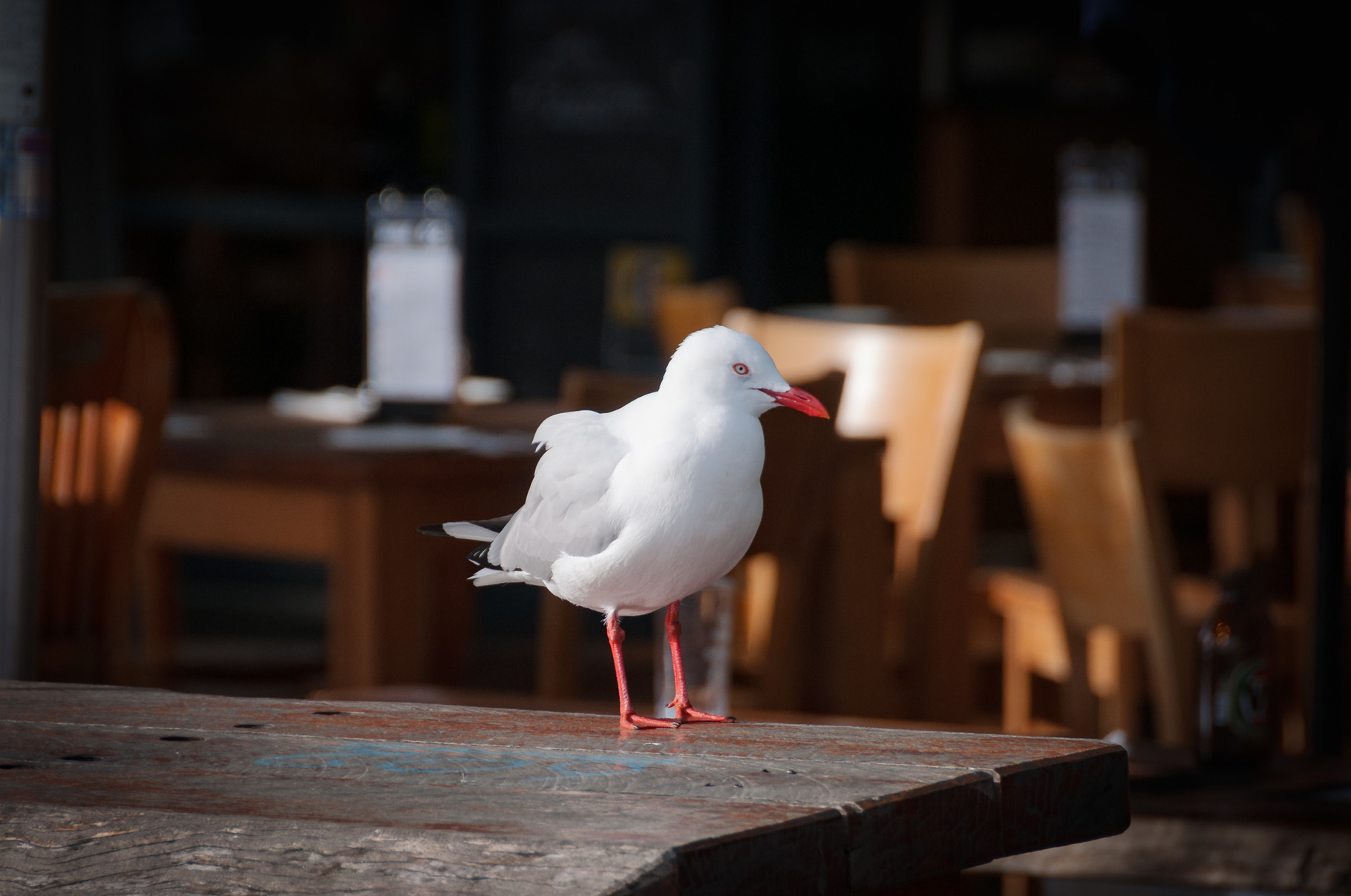Seagull standing on empty table, an Animal Photo by EsmeHelit
