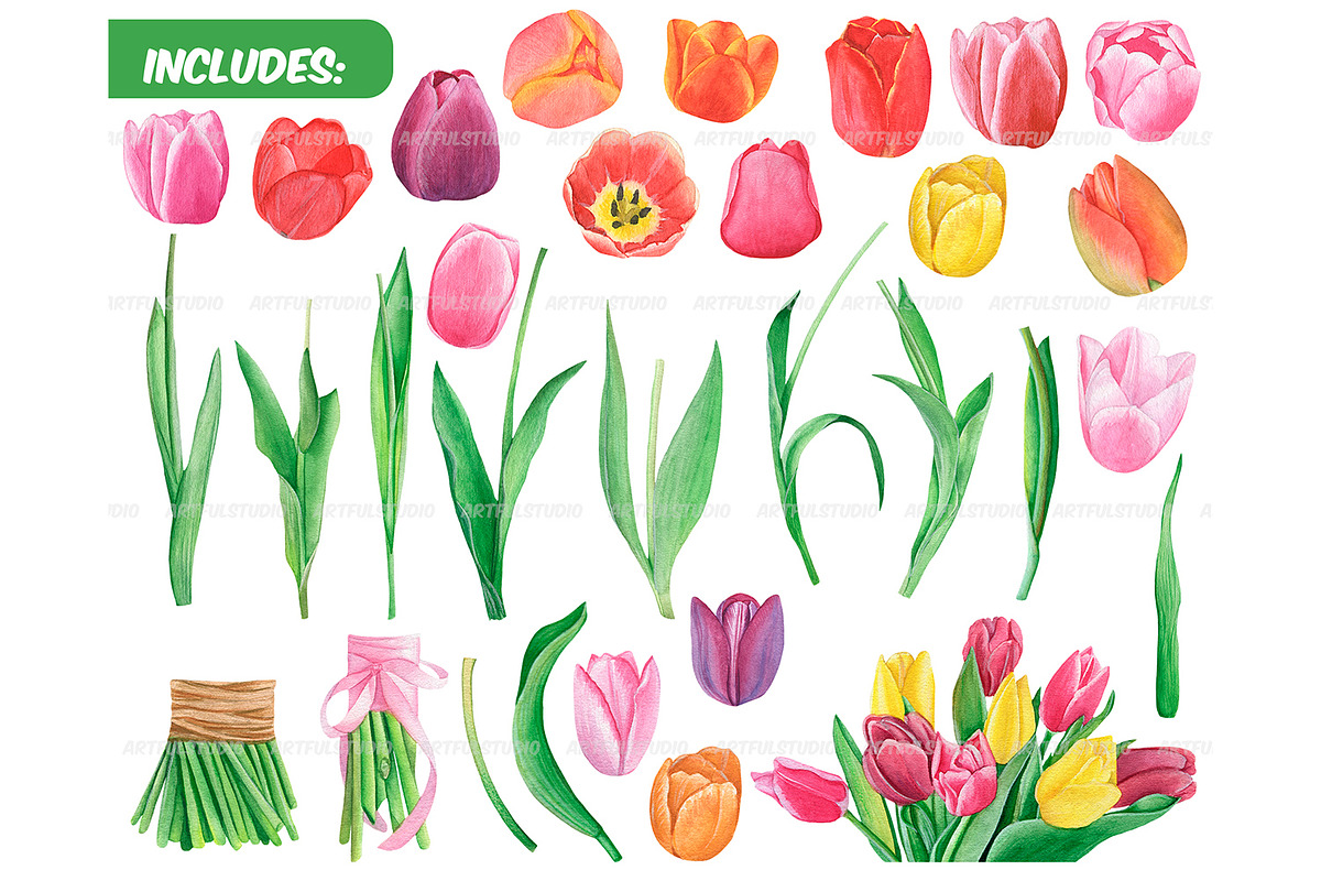 Watercolor tulips clipart set, a Decorative Illustration by ArtfulStudio