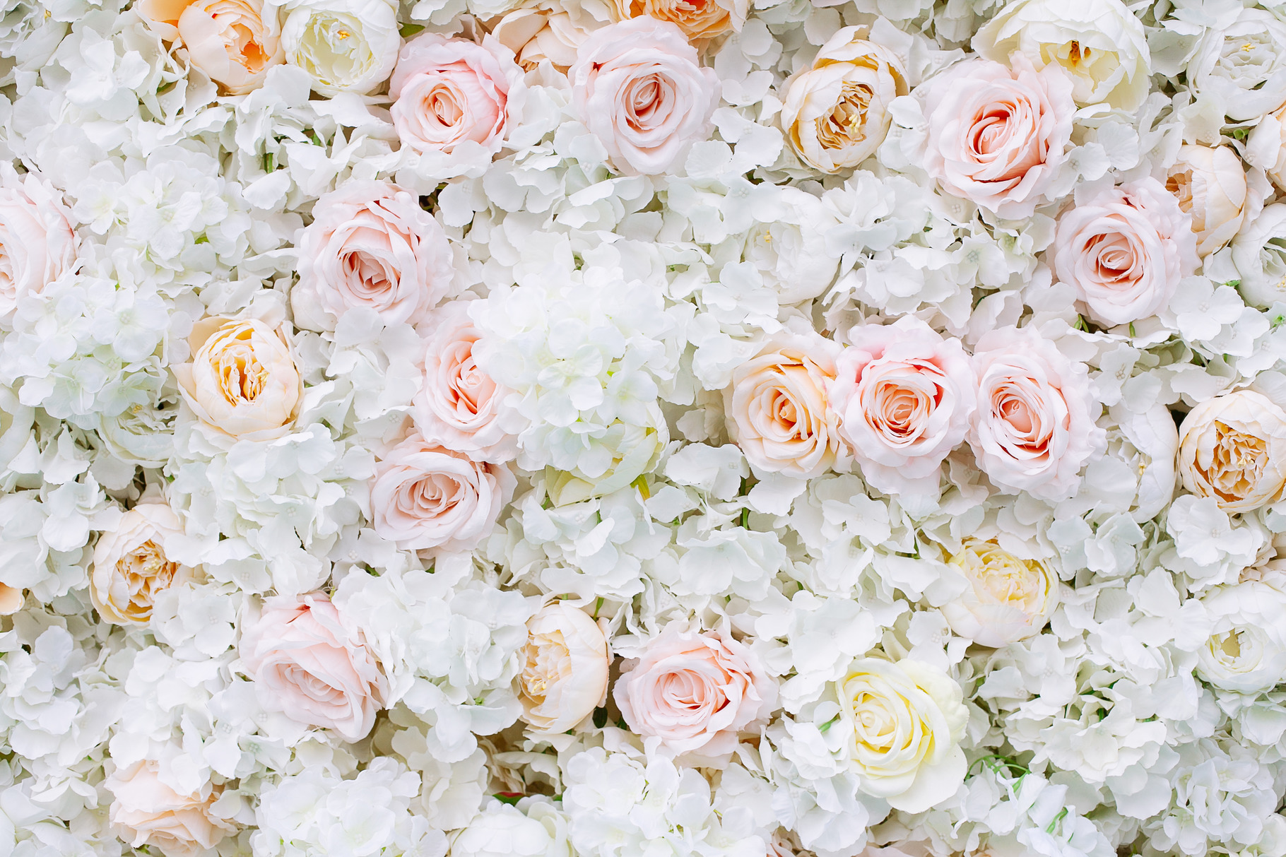 Flowers wall background white roses featuring abstract, art, and ...