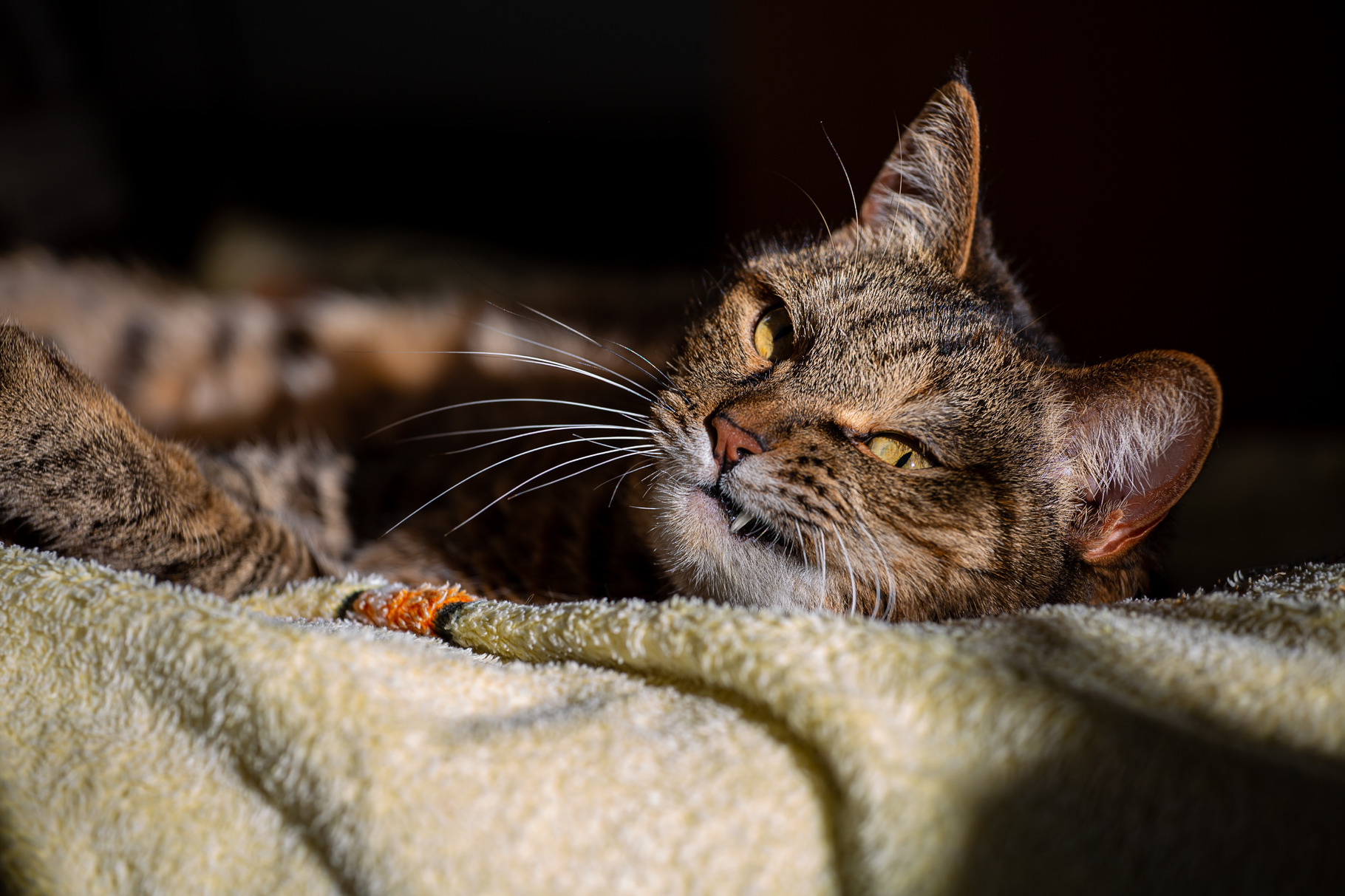 one hour in the life of a cat | Animal Stock Photos ~ Creative Market