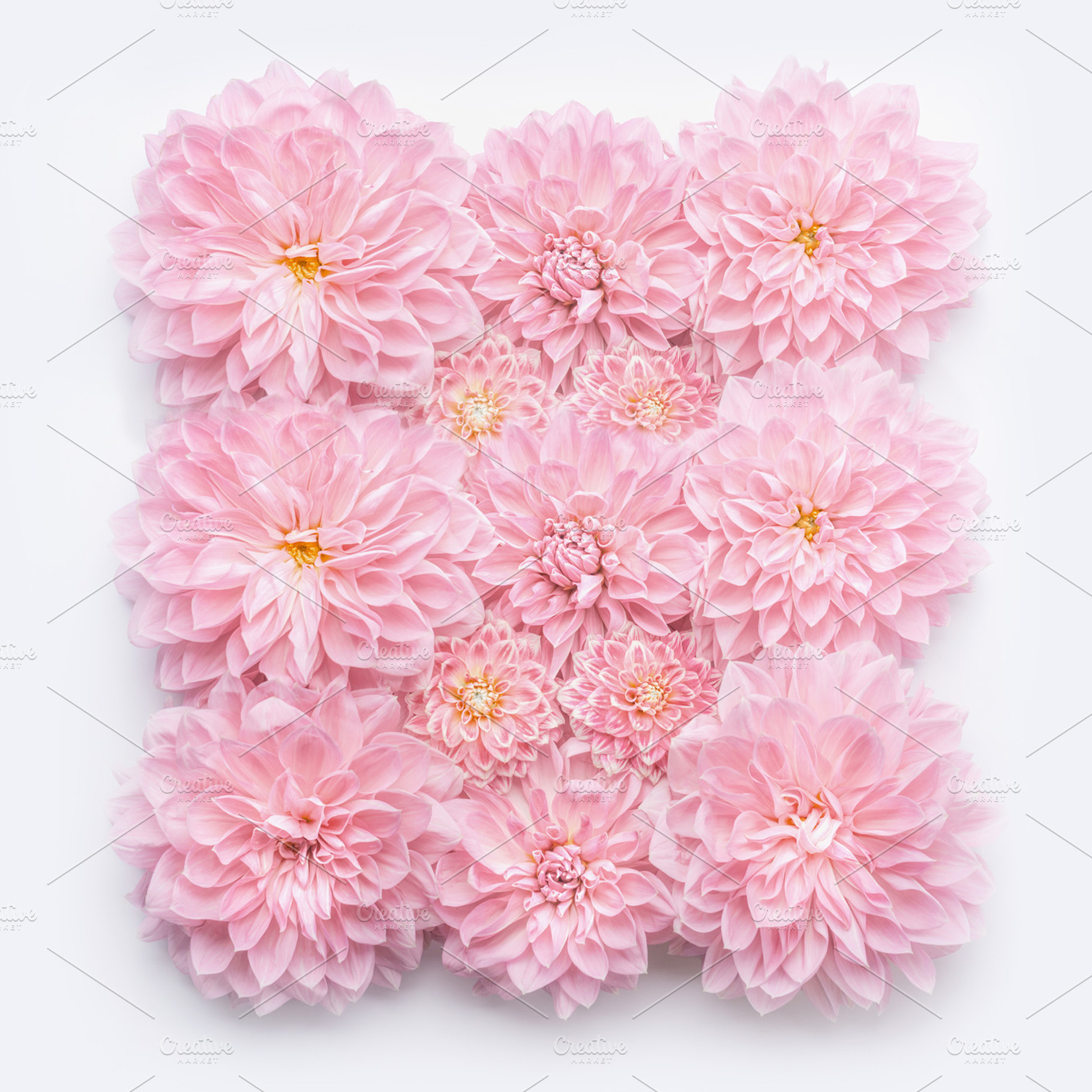 Pink pastel flowers layout on white, an Arts & Entertainment Photo by ...