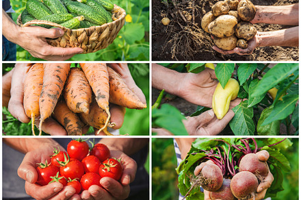 Collage vegetables garden food bio featuring vegetables, collage, and ...