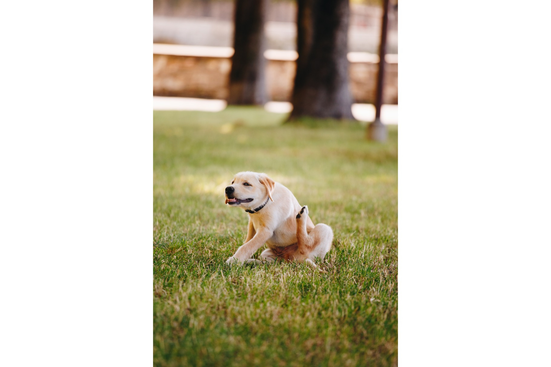 Puppy of a white pale labrador containing puppy, labrador, and grass ...