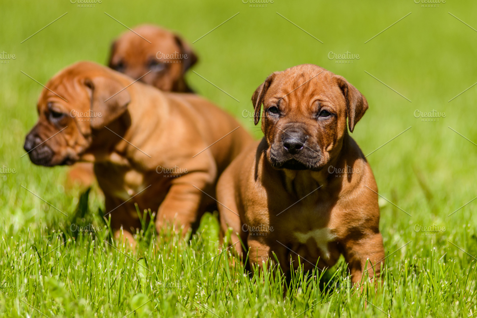 Three rhodesian ridgeback puppies containing rhodesian ridgeback, red ...