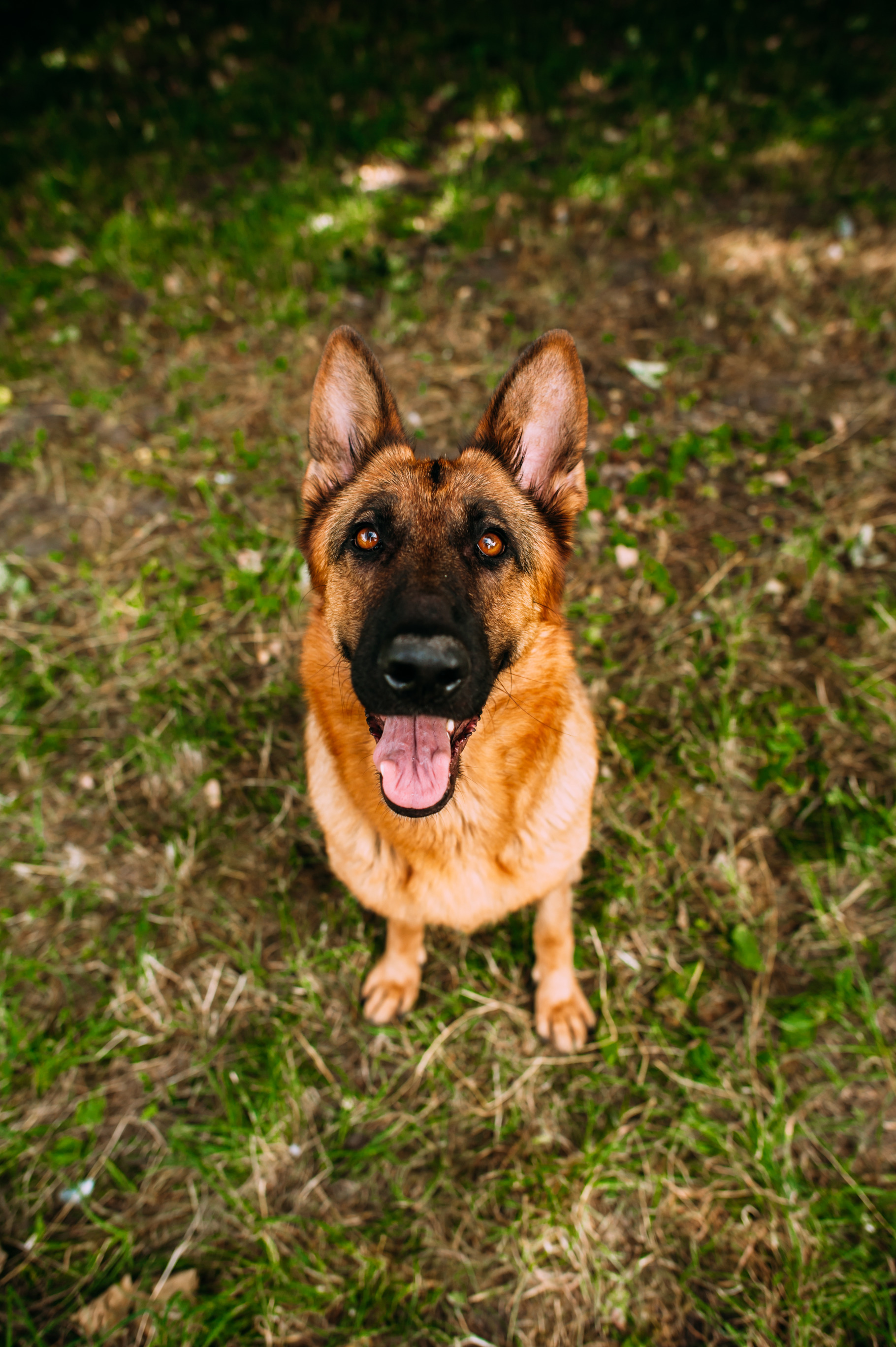 German shepherd in the park featuring park, german, and shepherd, an ...