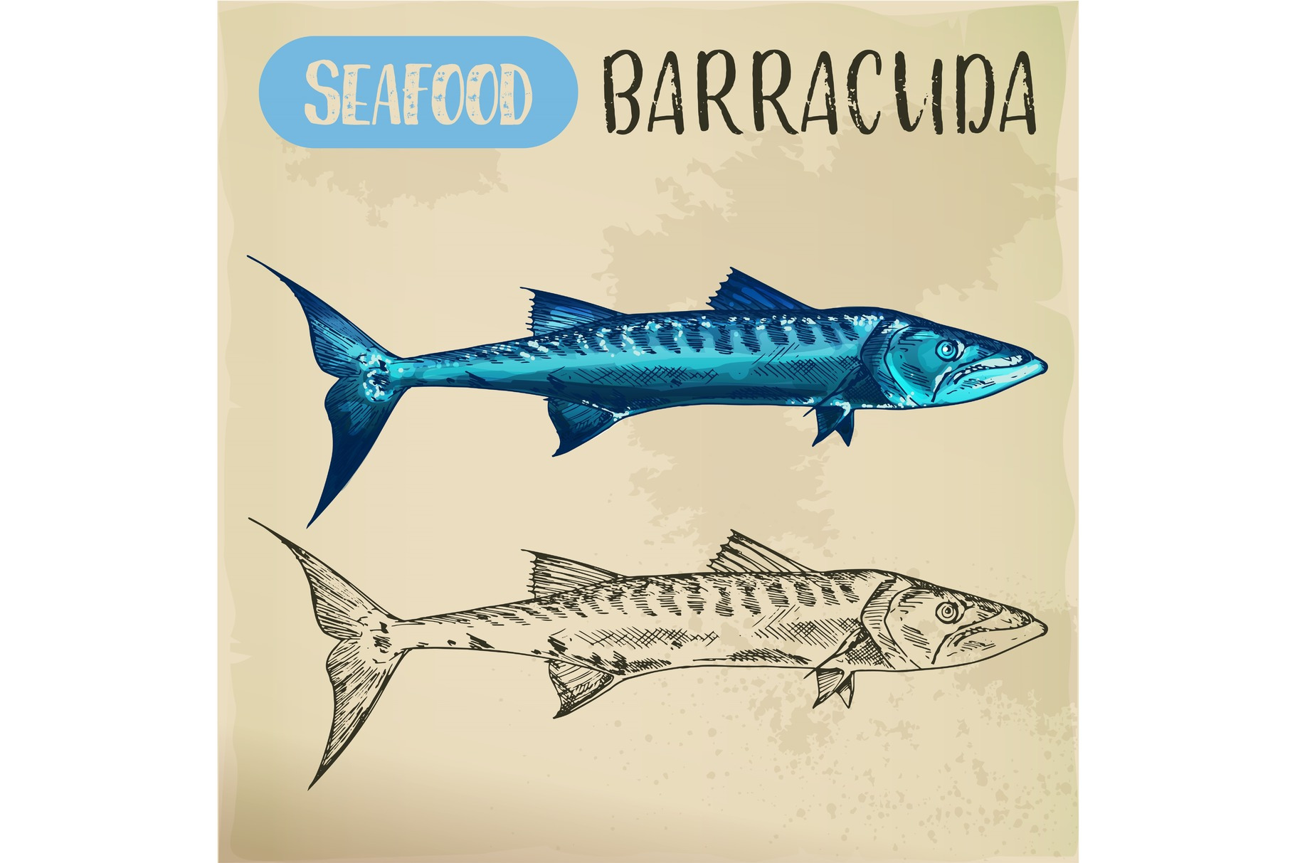 Sketch of ray-finned barracuda, sphyraena, an Animal Illustration by ...