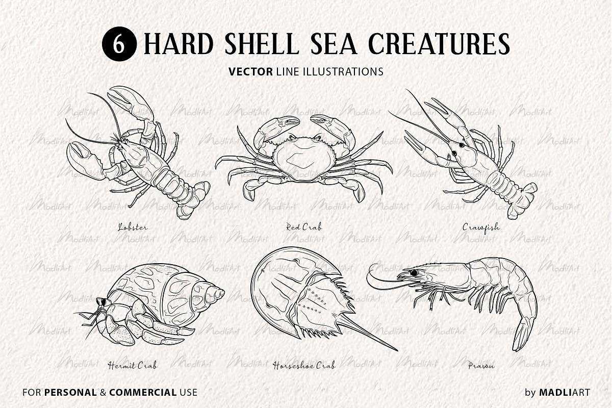 Hard Shell Sea Creatures Line Art, an Animal Illustration by MadliArt