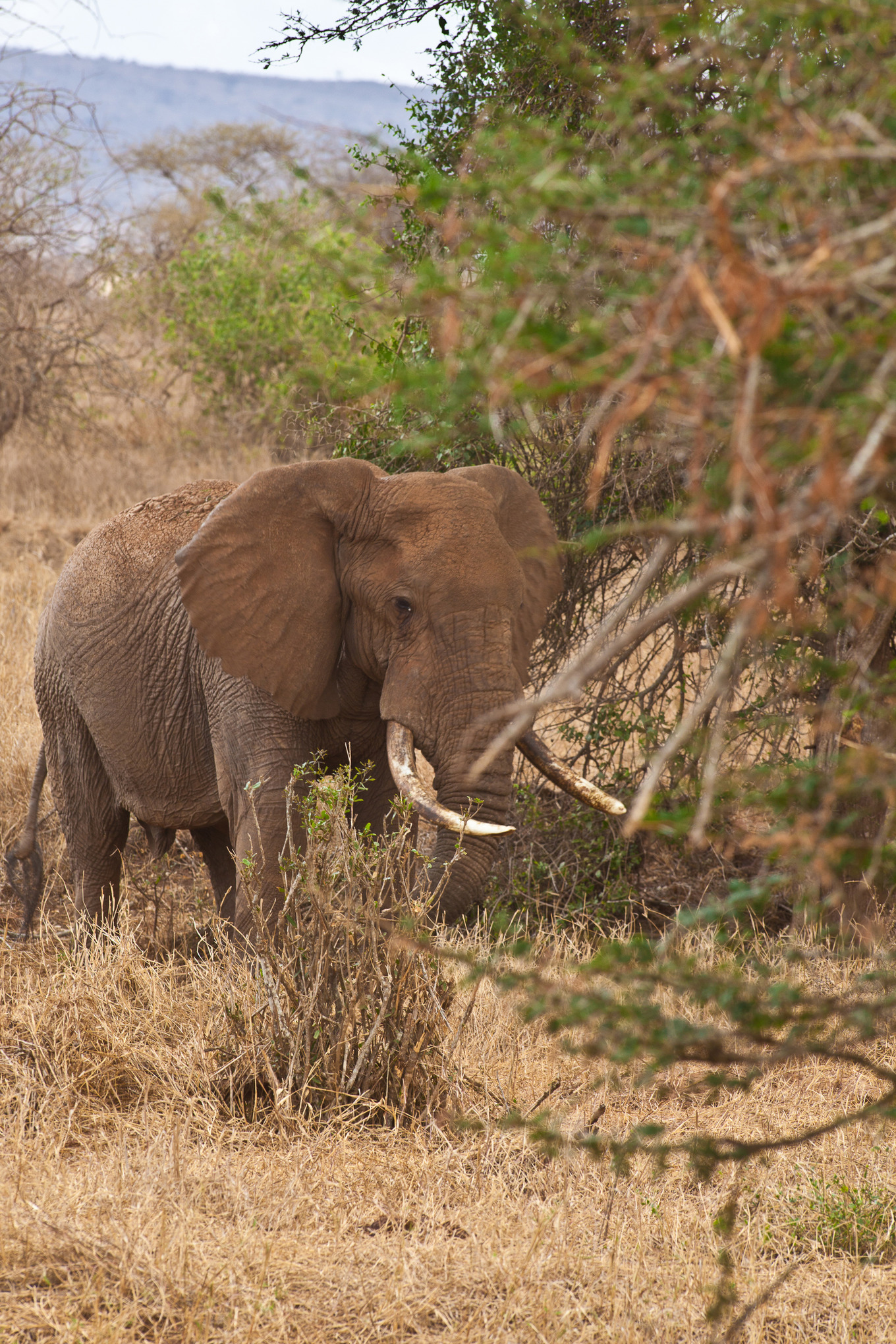 Bull Elephant, an Animal Photo by Mike Atkelsky Photography