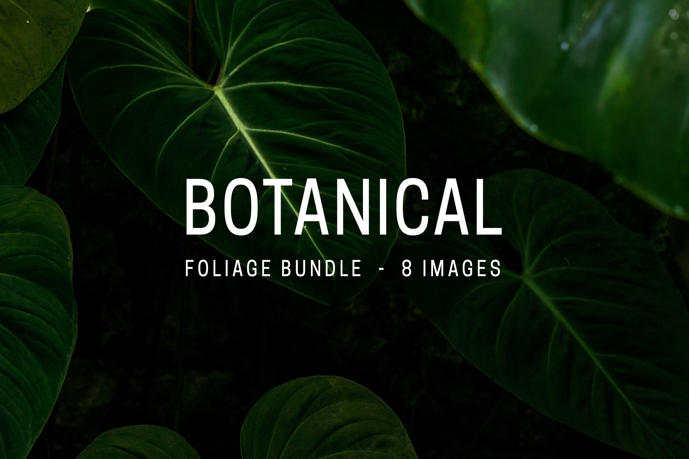 Botanical Foliage Image Bundle, a Nature Photo by Lum3n