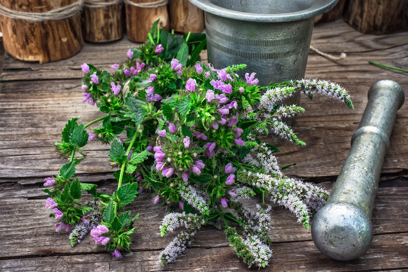 Peppermint is perennial herbaceous p featuring herb, mint, and leaf, a ...