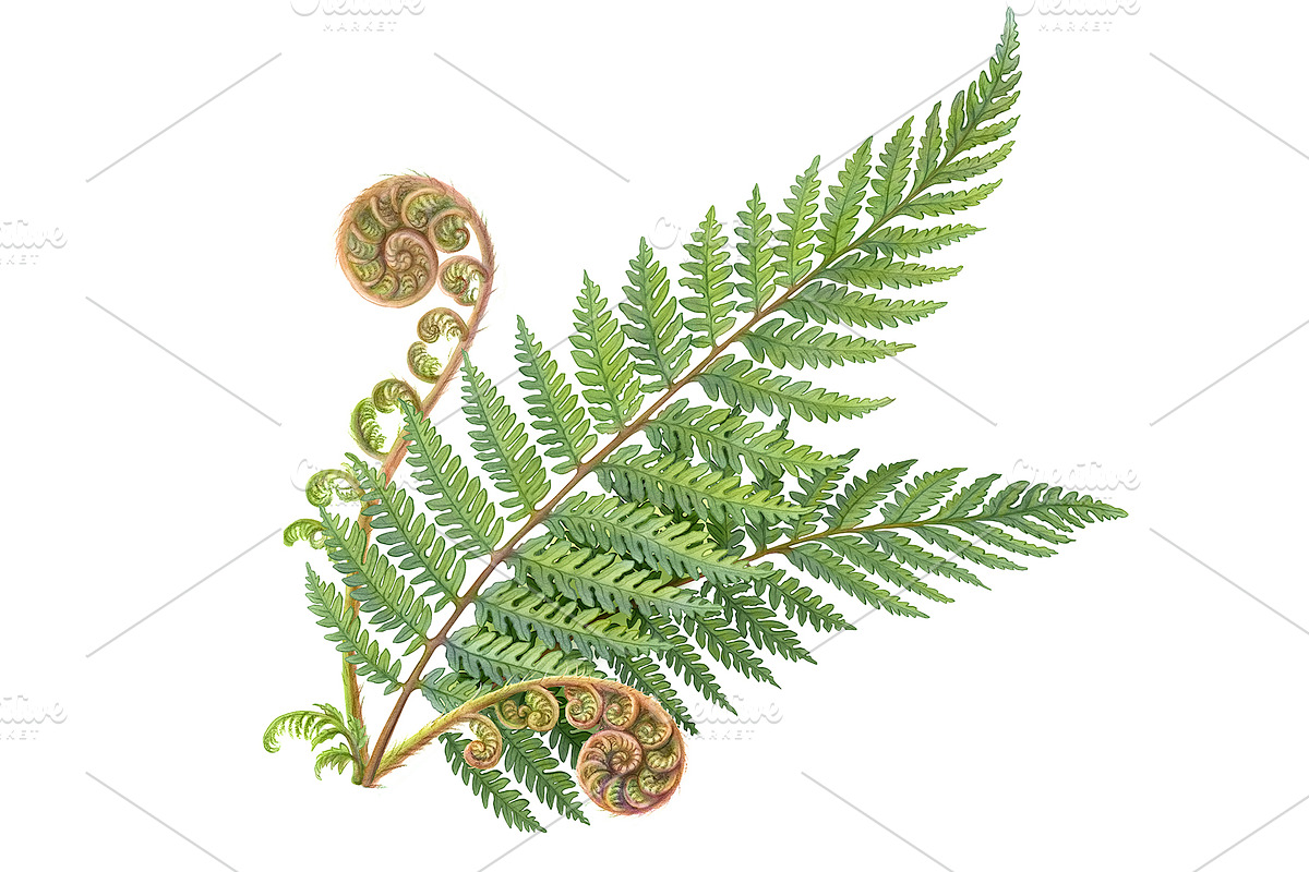 Silver Fern Pencil Illustration, an Illustration by Anna Repp Illustration