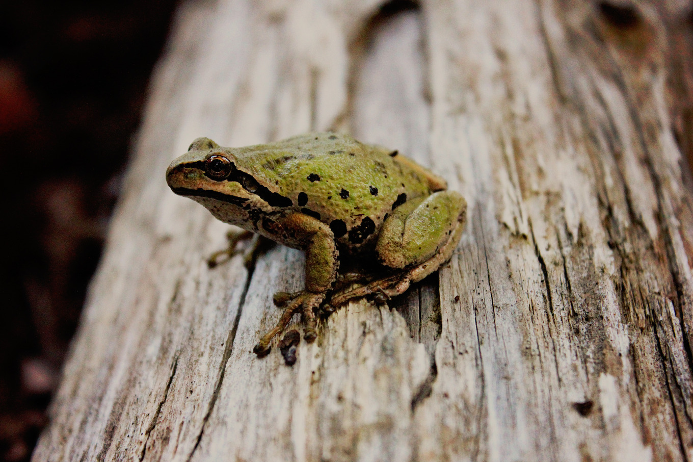 Frog on a Log, an Animal Photo by Creatively Happy Studio