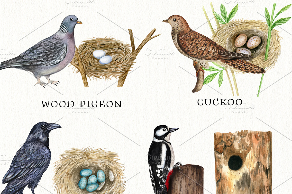 Watercolor Birds and their Nests Clipart. Hand Painted Birds Houses ...
