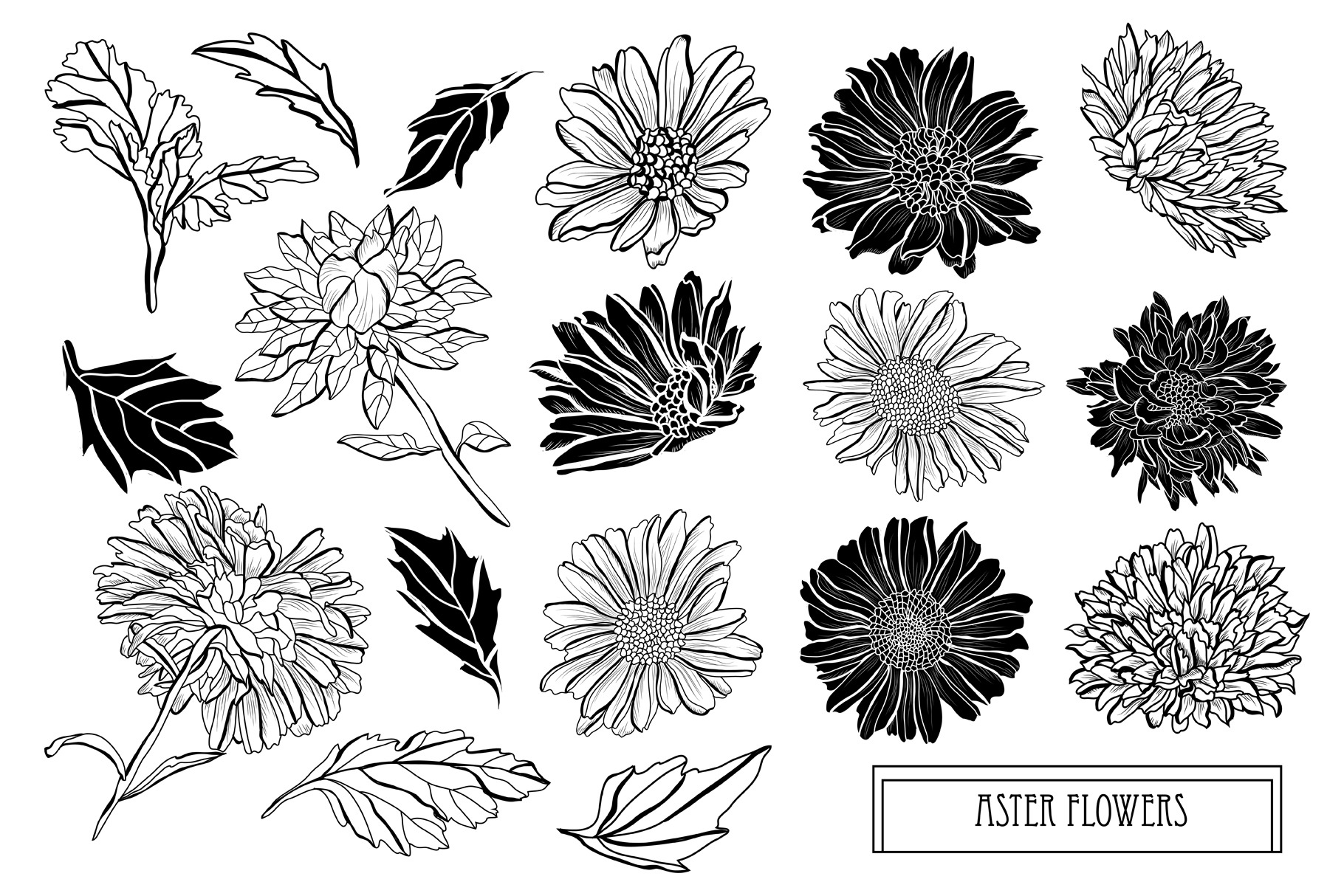 Aster Flowers Set, a Decorative Illustration by Sunset&Sea Design