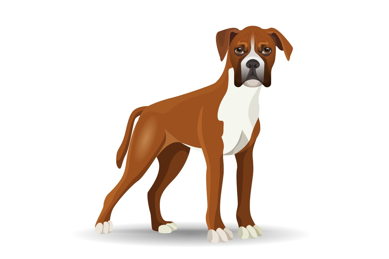 Boxer dog full length vector illustration isolated on white | Animal ...