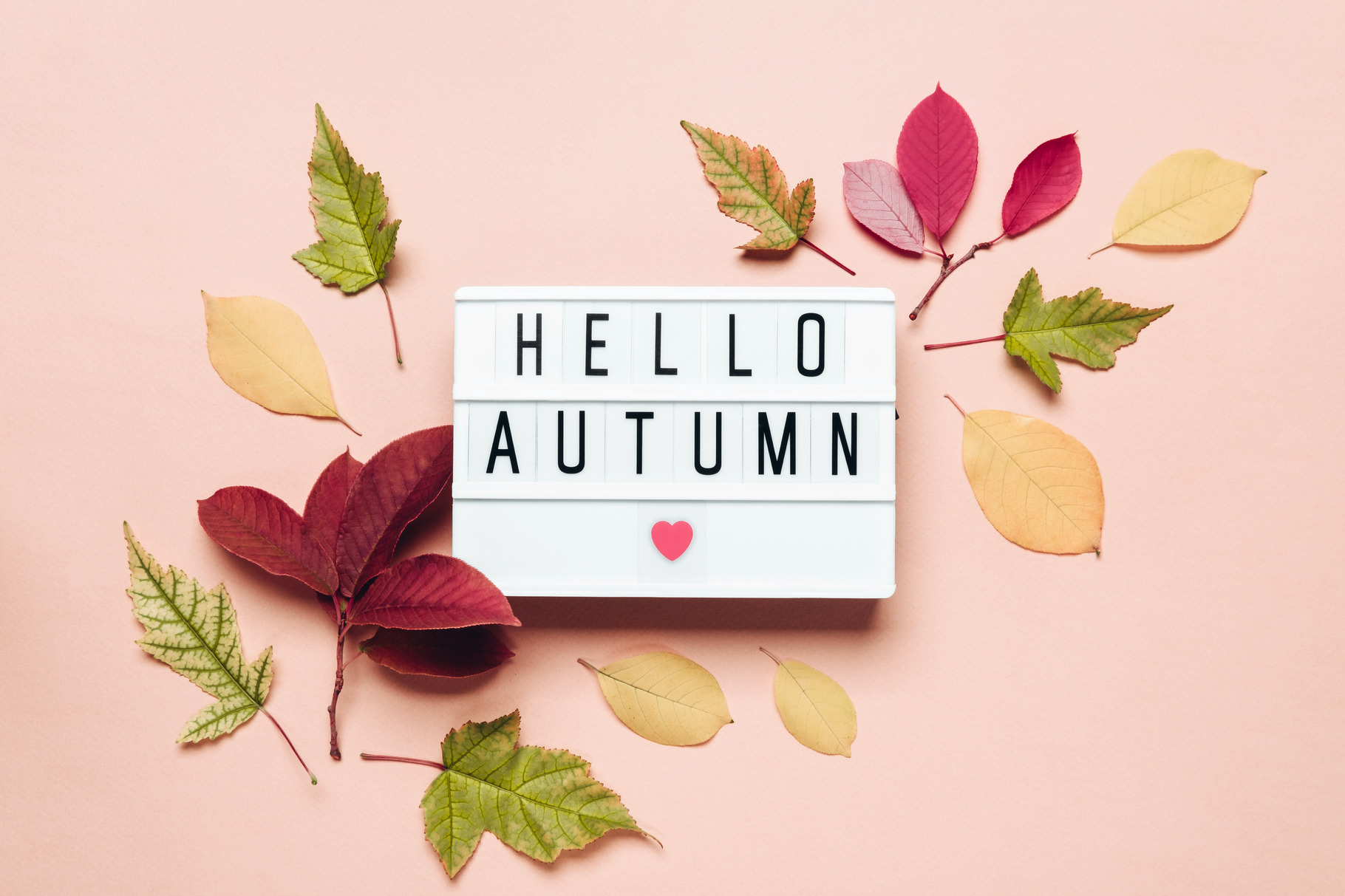 Hello autumn lightbox and colorful l, a Background Photo by colnihko ...