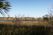 Marshes of north florida featuring marsh, bog, and swamp, a Nature ...
