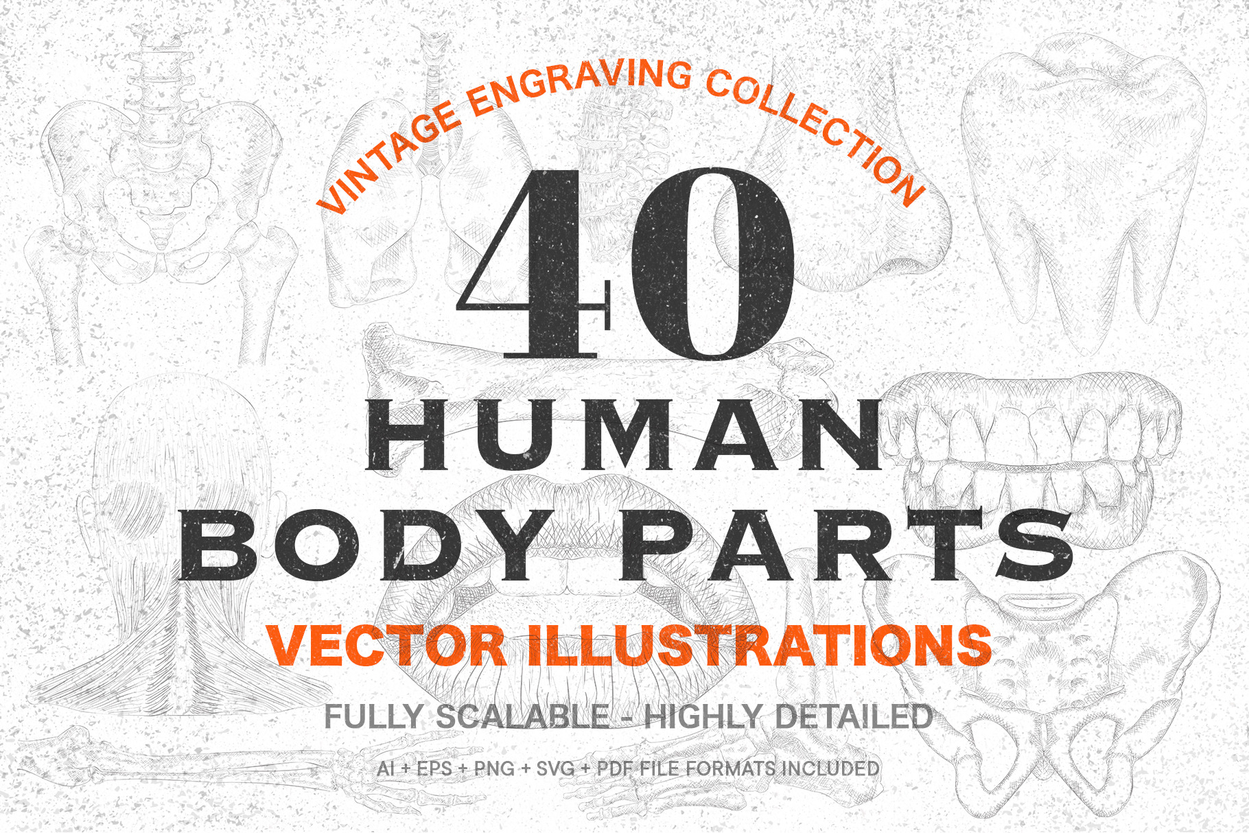 Vintage Human Body Parts Vectors, an Illustration by Prosymbols ...