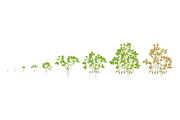 Growth stages of peanut plant | Food Illustrations ~ Creative Market