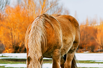 bison grazing in field, an Animal Photo by Genaro Diaz photographs