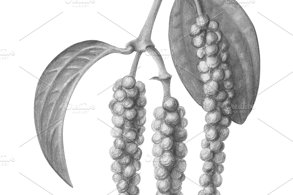 Black Pepper Plant Pencil Drawing, an Illustration by Anna Repp ...