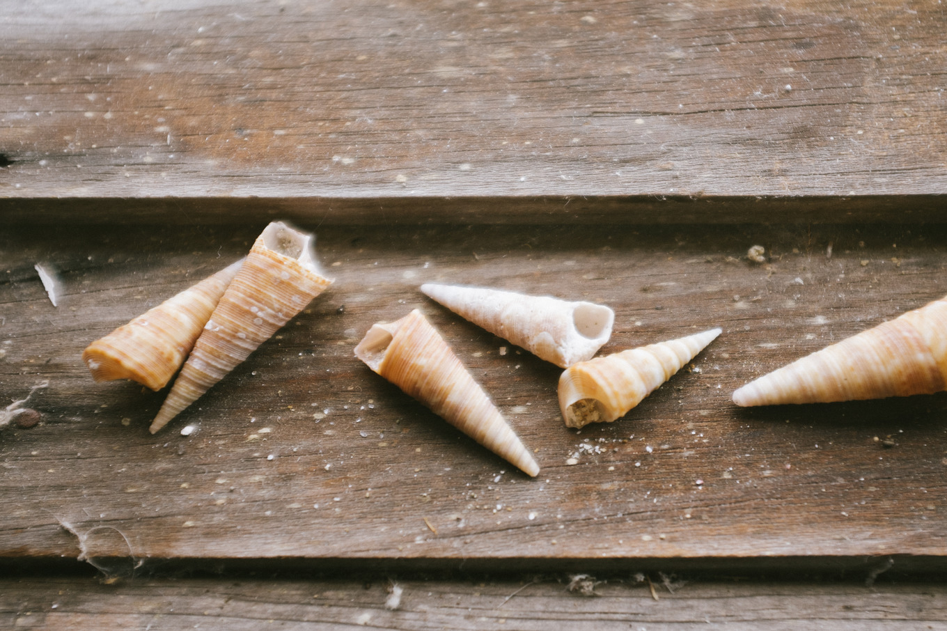 Turritella, a Nature Photo by Leonie Wise Photos