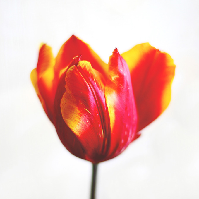 Tulip featuring tulip, red, and square format, a Nature Photo by Maria ...