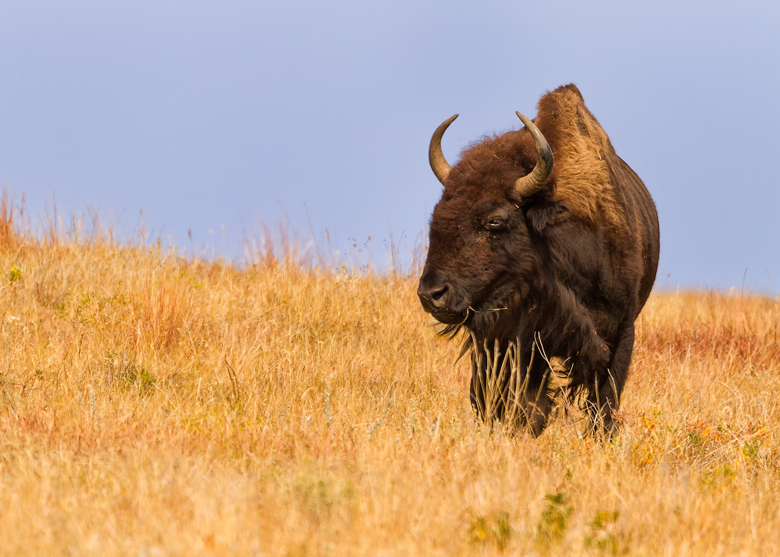 Majestic American Buffalo, an Animal Photo by RodeoPixels WesternImage