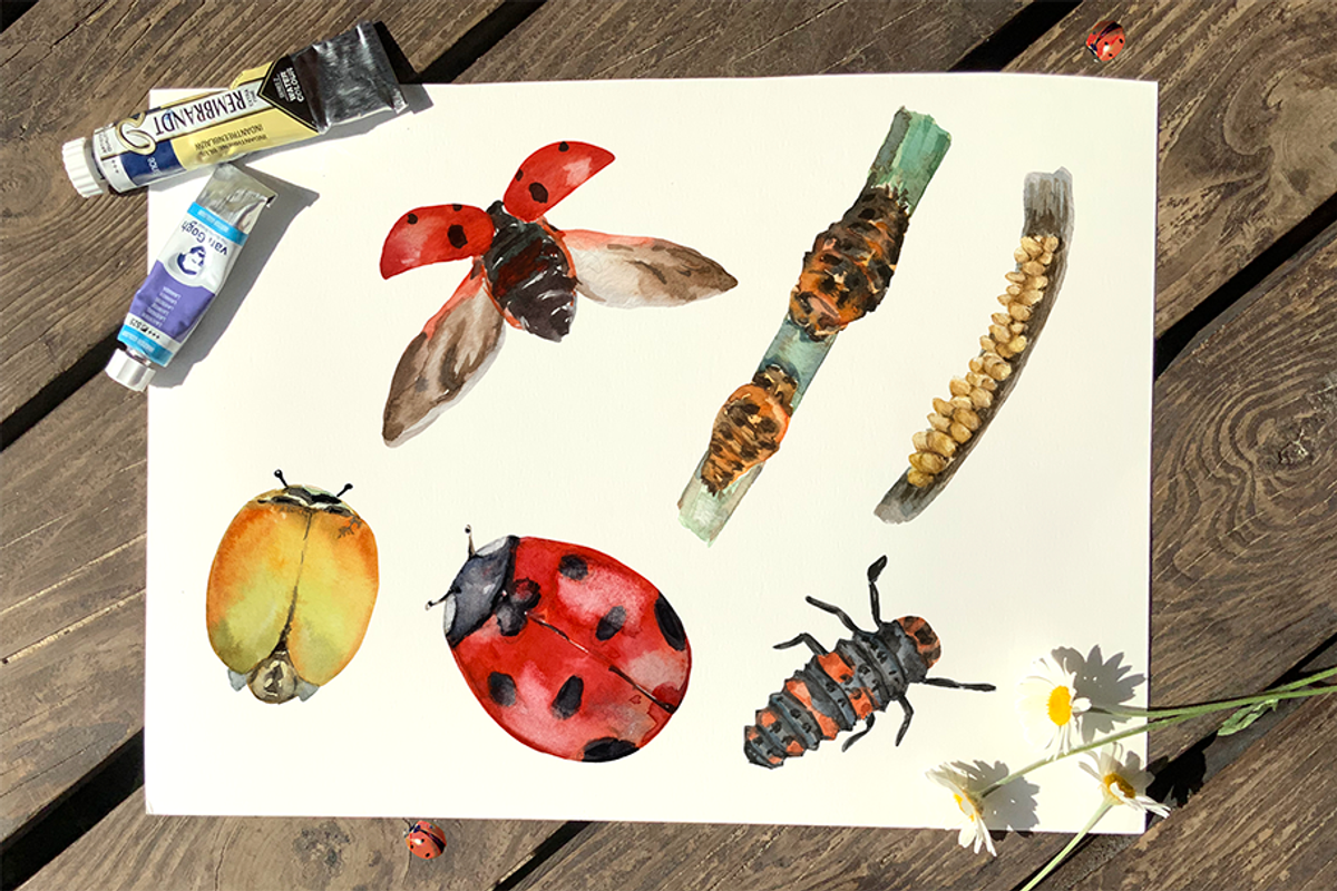 Big Life Cycle Bundle, an Education Illustration by Tati Bordiu