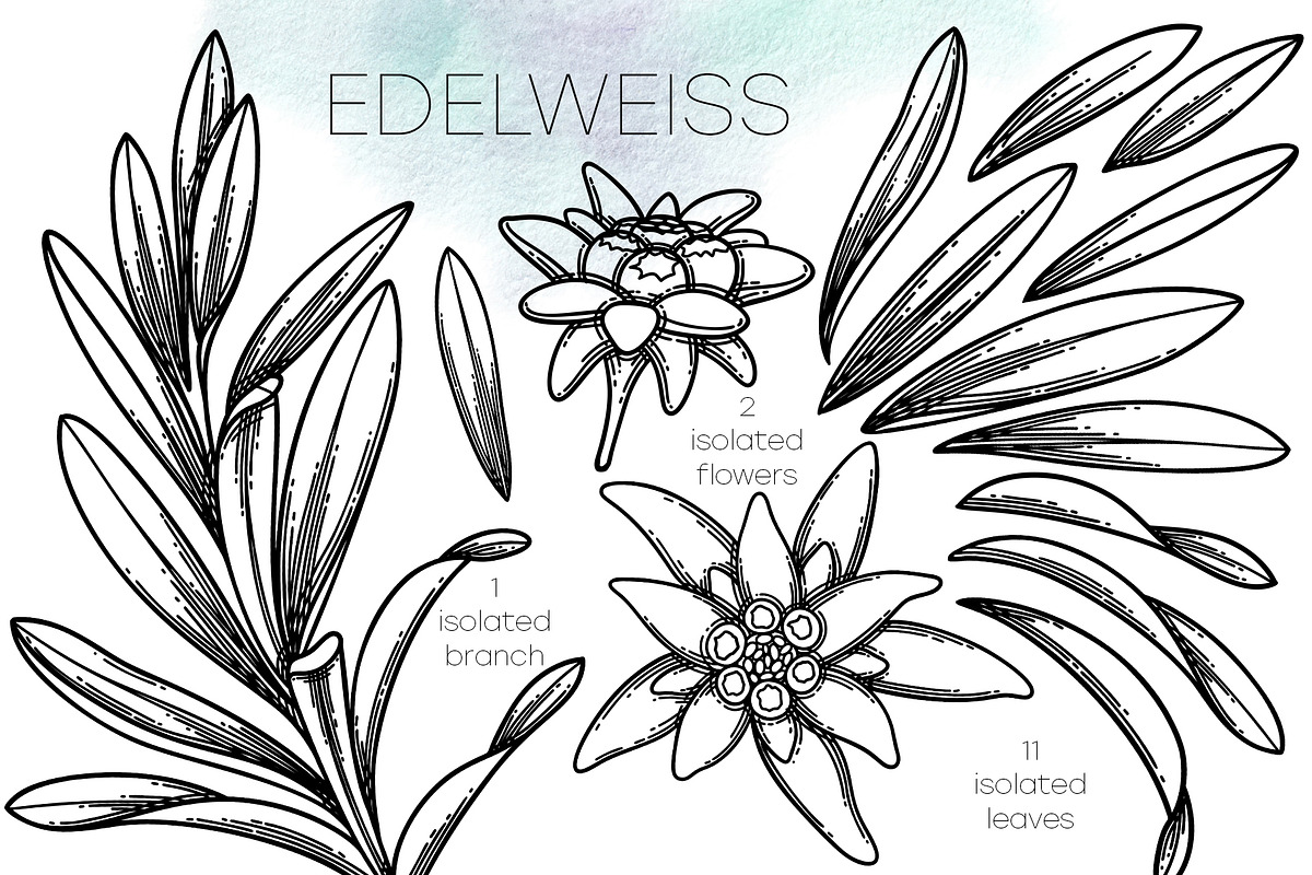 Edelweiss - vector graphics, a Healthcare Illustration by Ekaterina ...