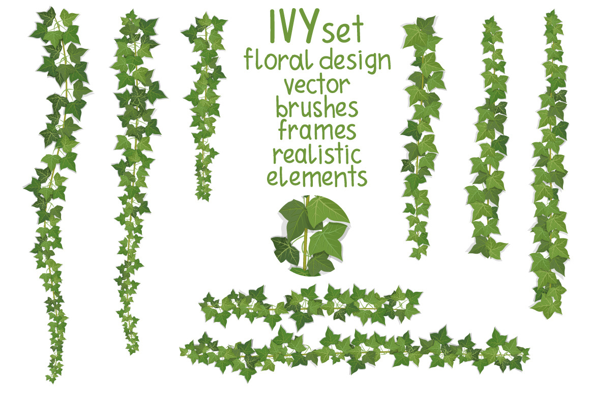 Ivy vector set for floral design, a Decorative Illustration by belander