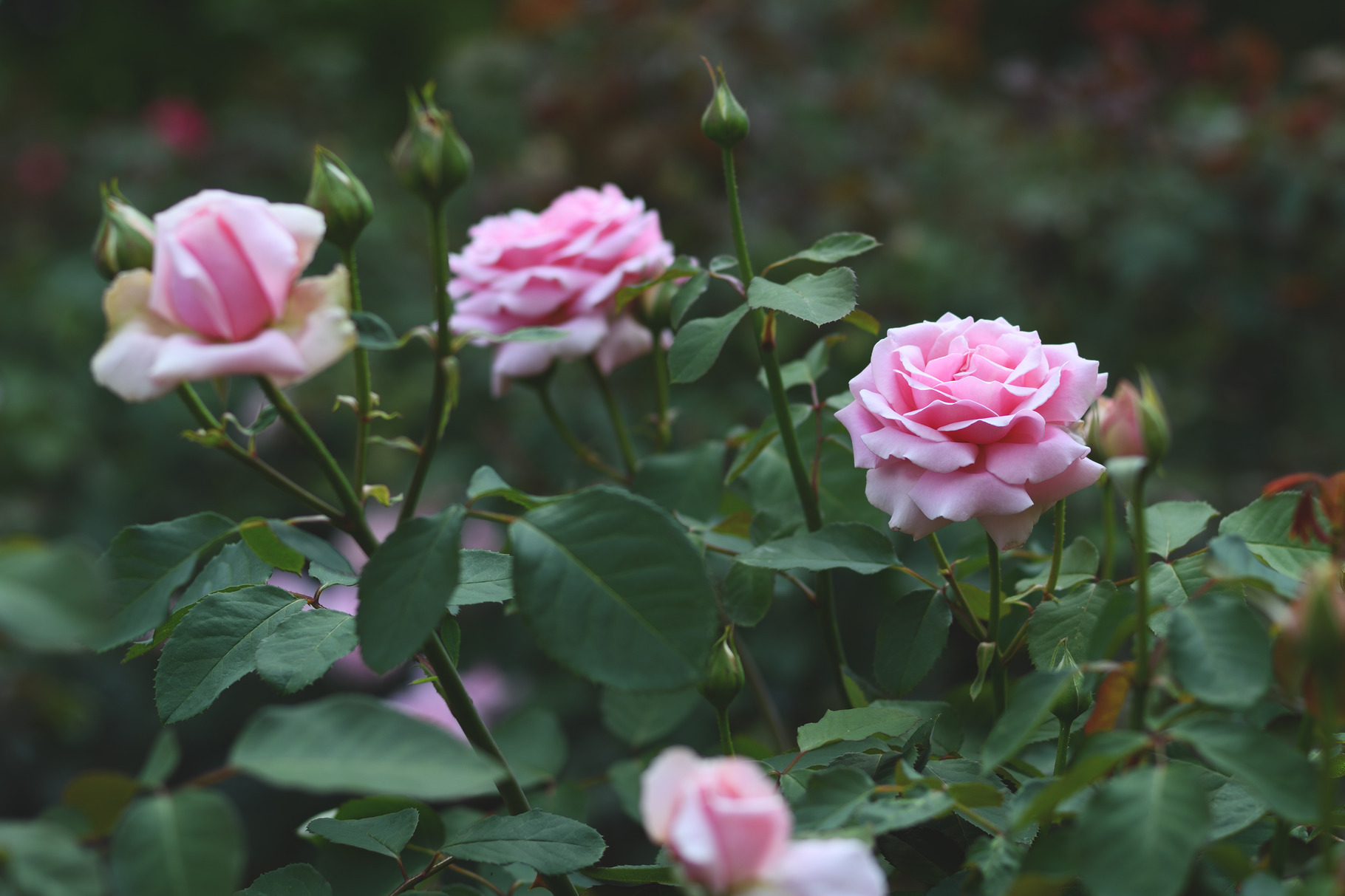 Pink roses in garden featuring roses, flowers, and garden, a Nature ...