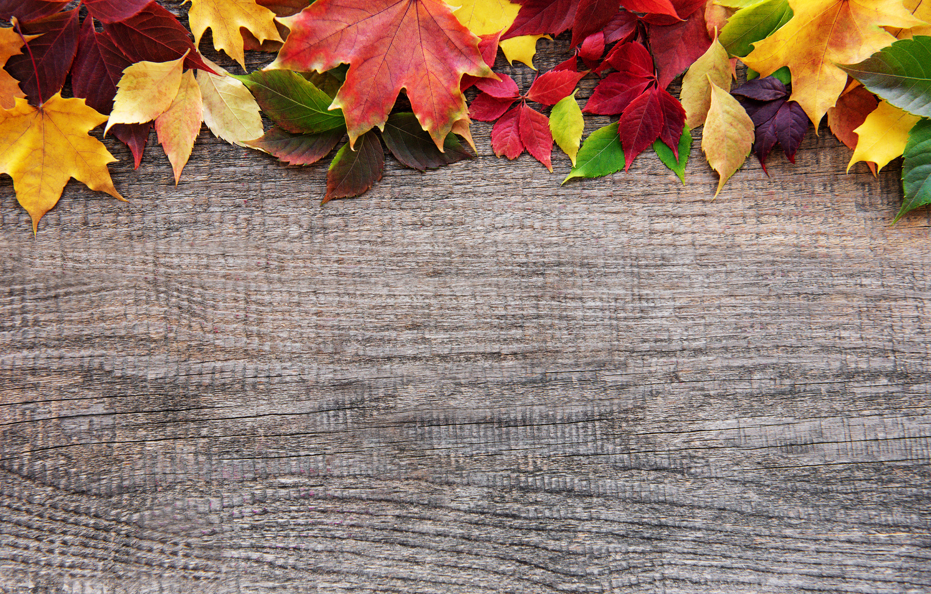 Autumn leaves featuring fall, border, and leaves | Nature Stock Photos ...
