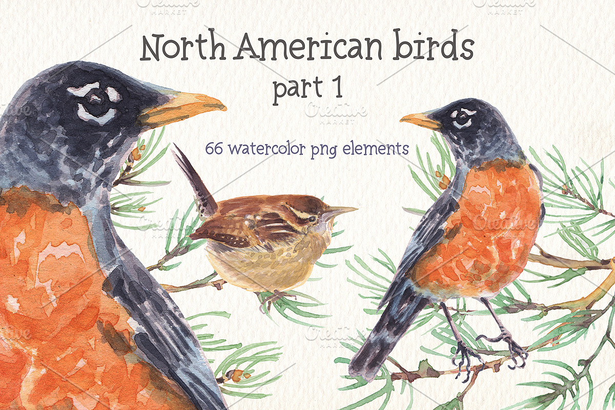 Birds of North America watercolor, an Illustration by Art & Things