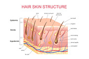 3D structure of the hair skin scalp | Graphic Objects ~ Creative Market