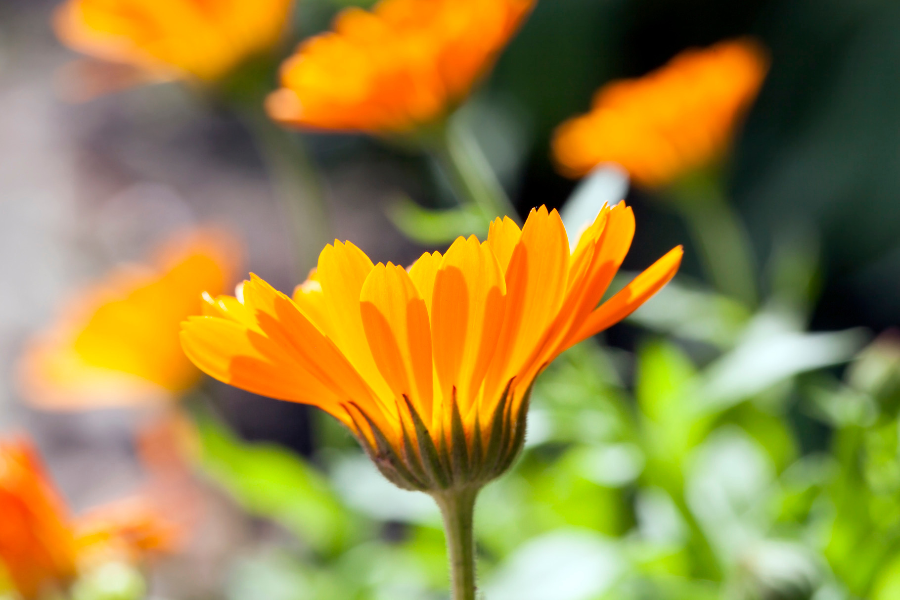 orange calendula, a Nature Photo by rsooll