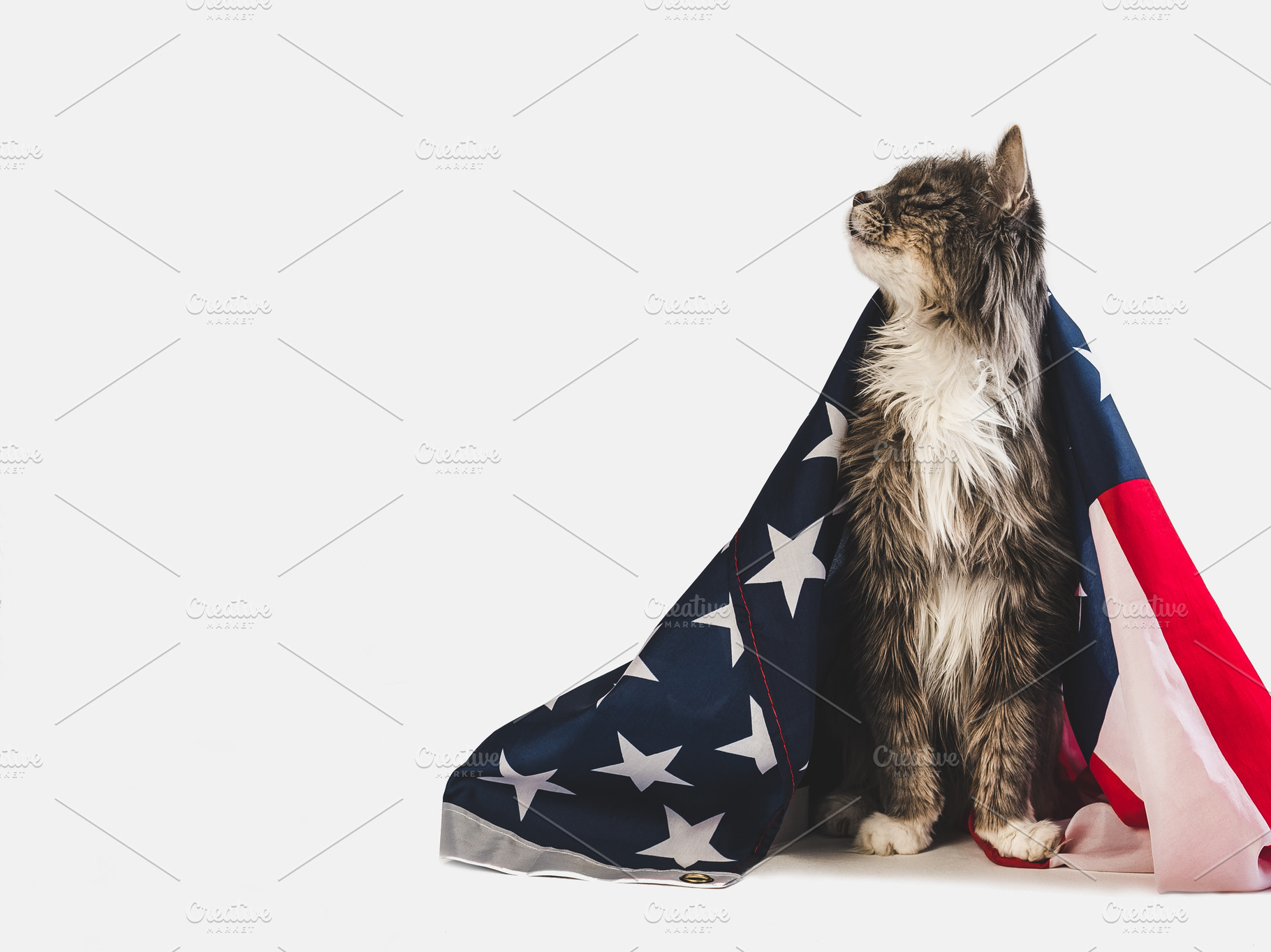 Cute kitten and american flag studi featuring cat, american, and flag ...