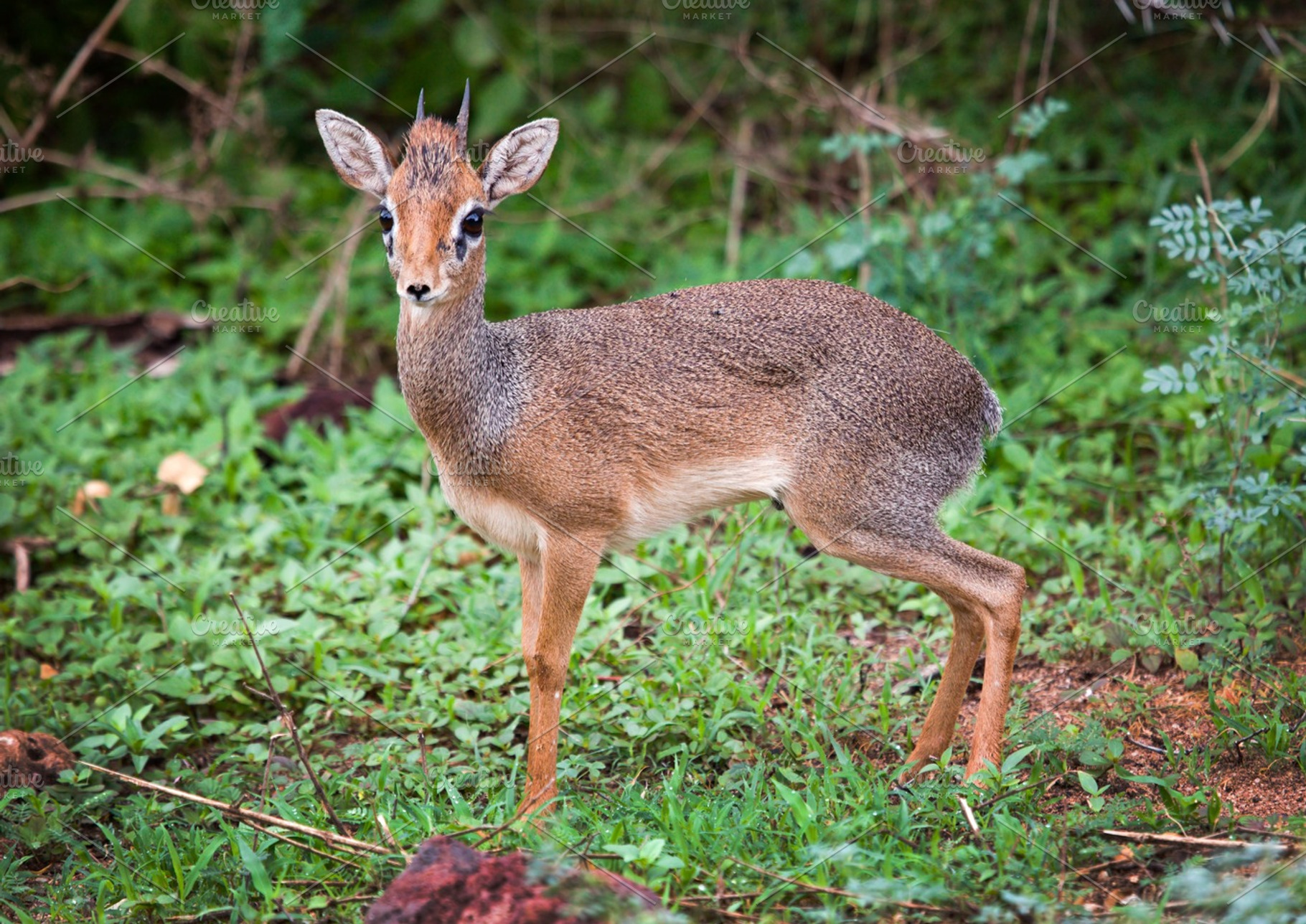 Small antelope (dik - dik) in Africa, an Animal Photo by Photocreo ...