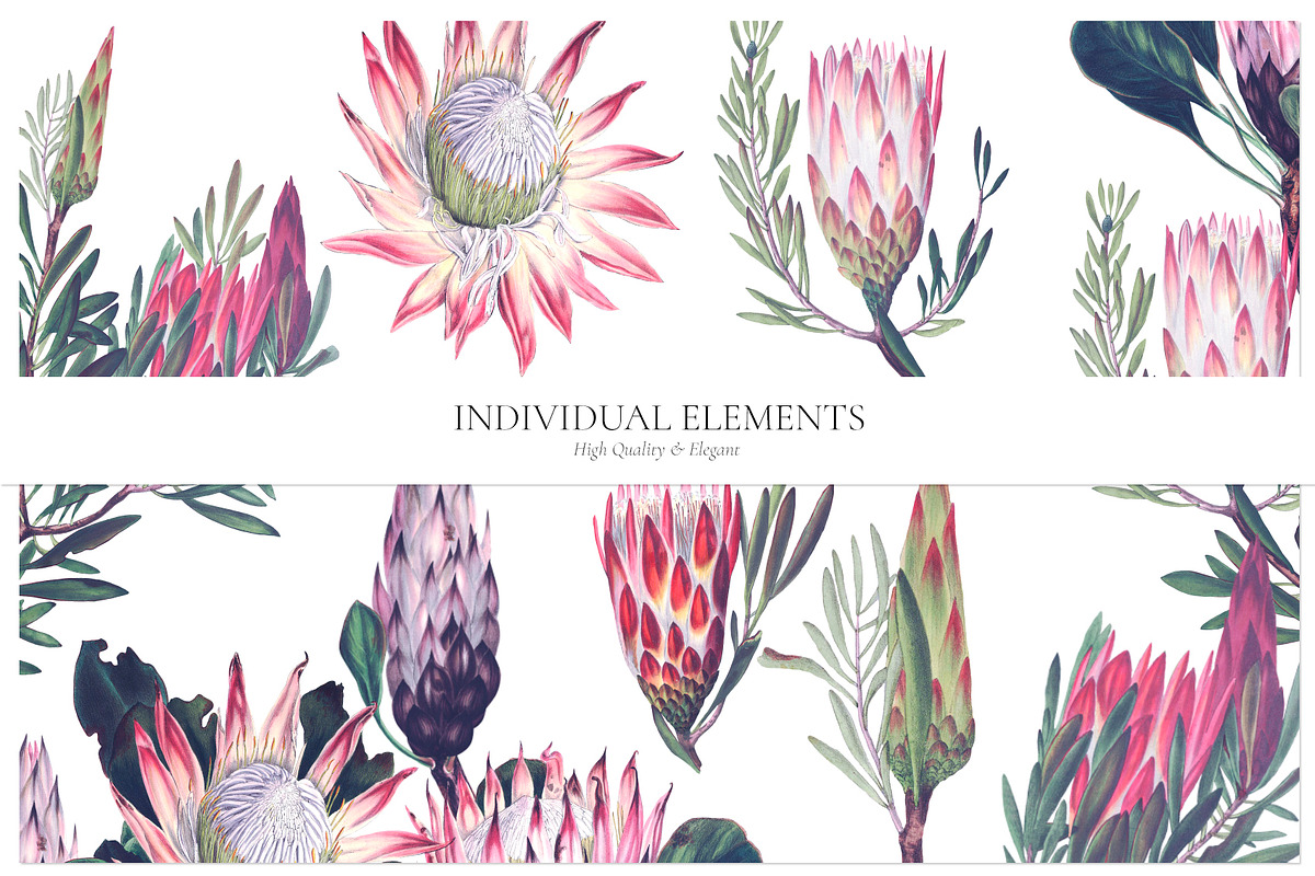 Protea, Patterns and Motifs Set, a Pattern Graphic by TSTUDIO